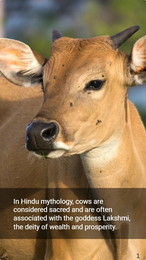 Top 5 Benefits of Gau Daan - Doon Animal Welfare