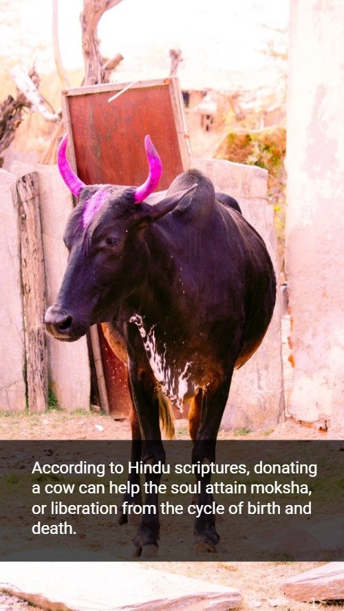Top 5 Benefits of Gau Daan - Doon Animal Welfare